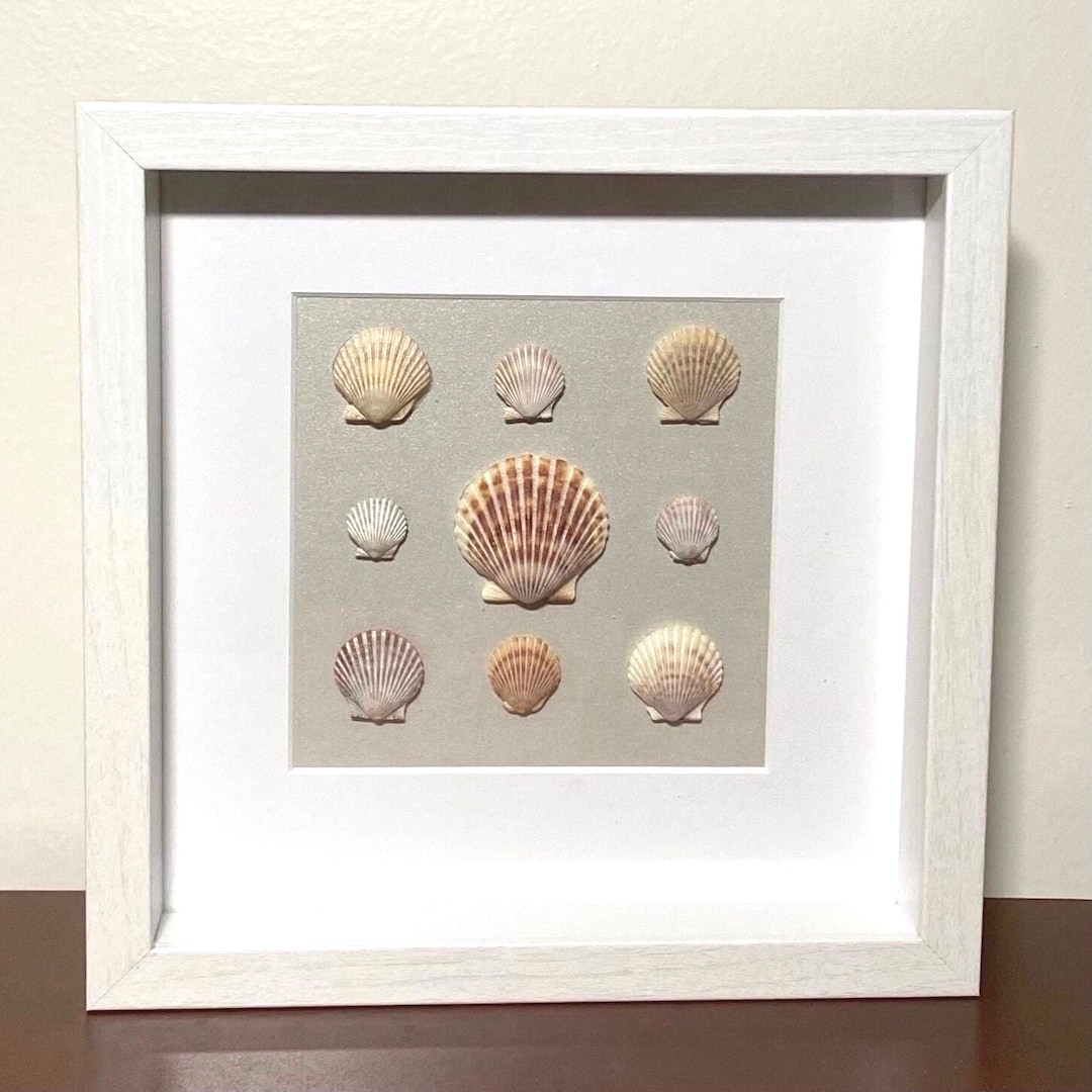 Bay Scallops, Seashell Shadowbox Frame, Coastal Decor - Etsy