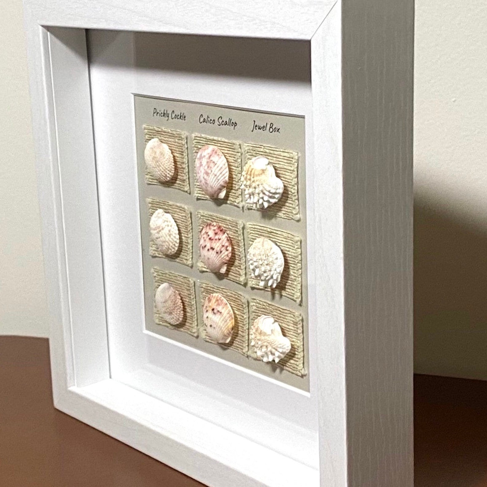 Florida Seashells, Scallops, Prickly Cockle, Jewel Box, White Shadow ...