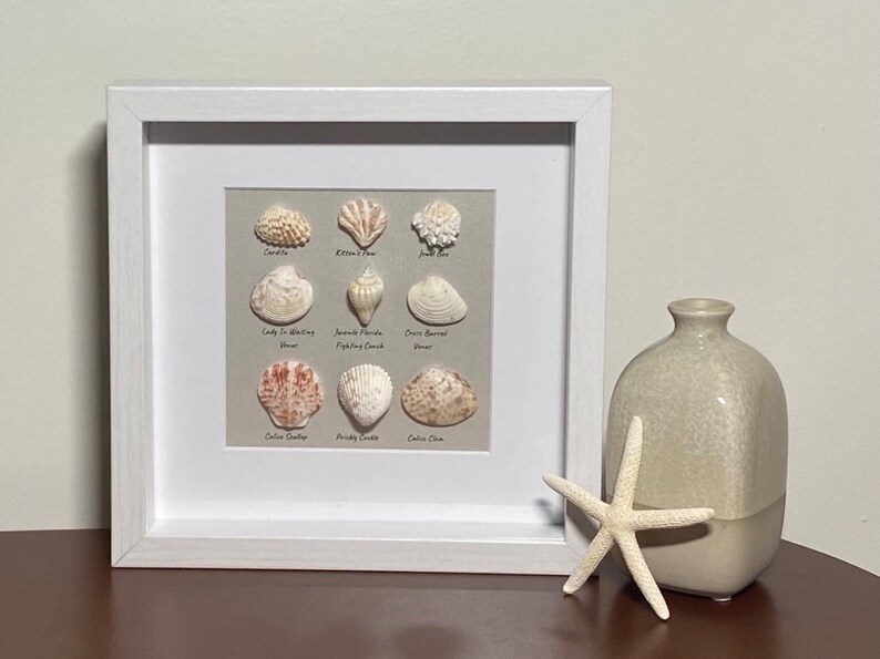 Seashell Identification, Florida Seashells, White Shadow Box Frame ...