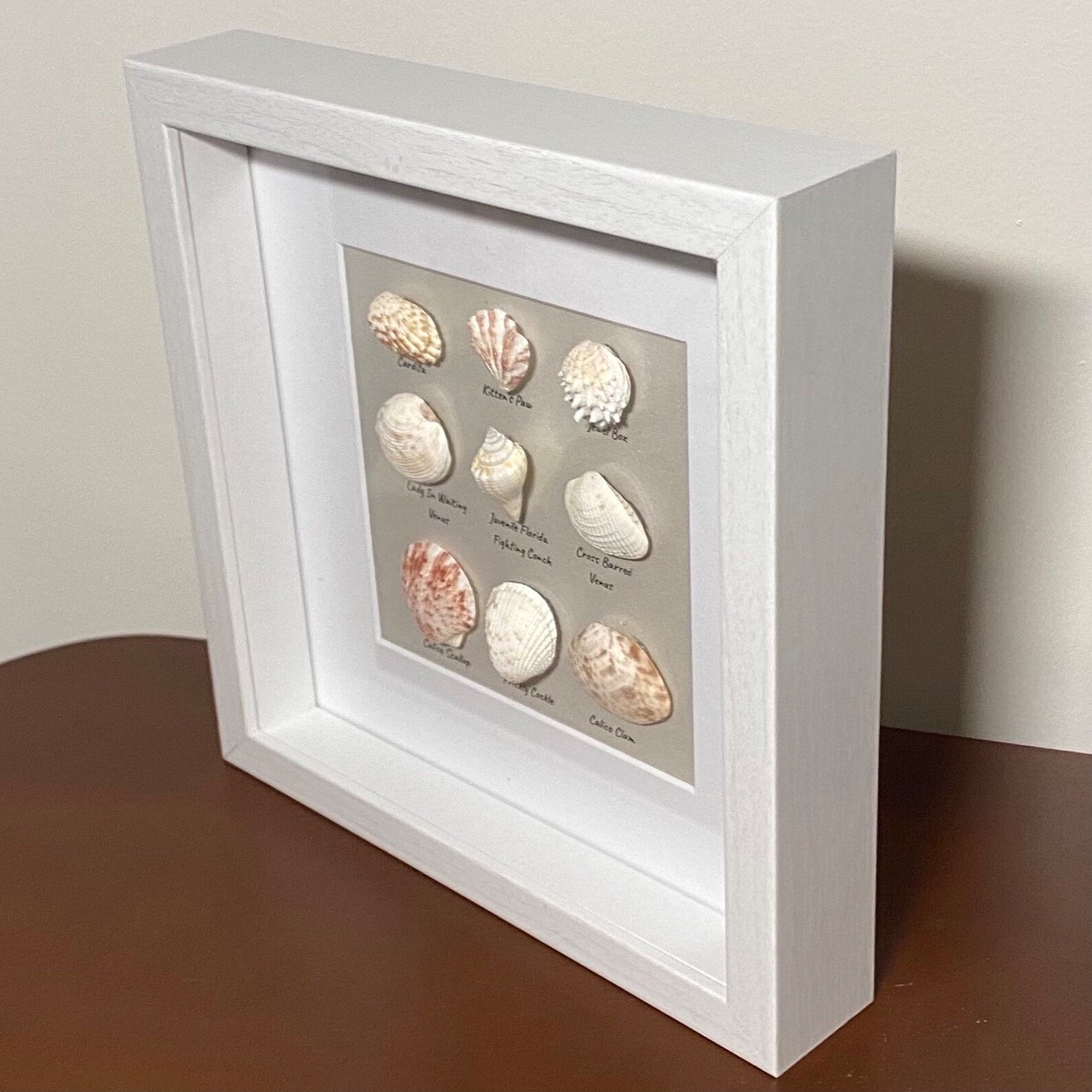 Seashell Identification, Florida Seashells, White Shadow Box Frame ...