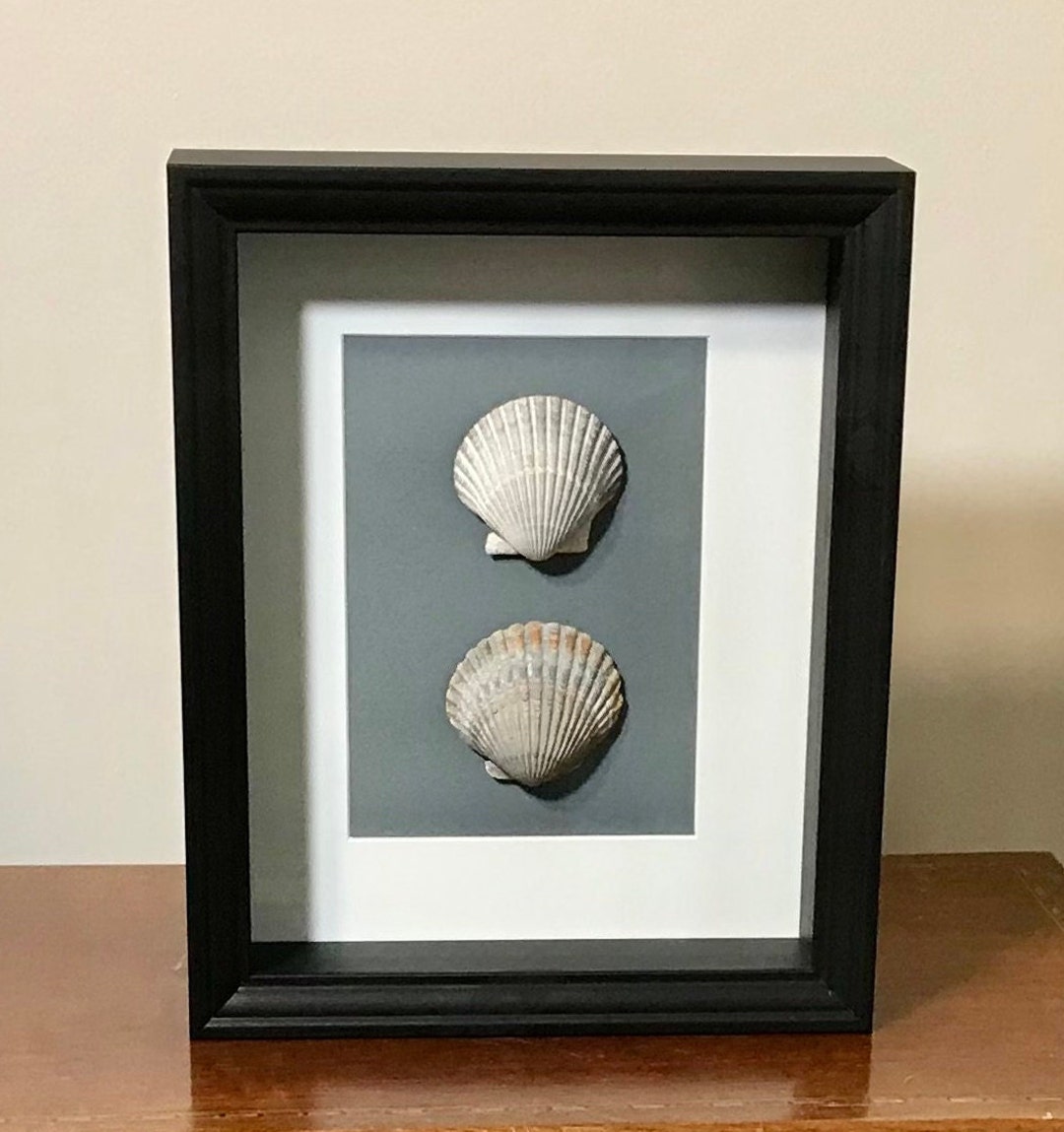 Bay Scallops, 9 X 11 Inch Shadow Box Frame, Coastal Home Decor - Etsy
