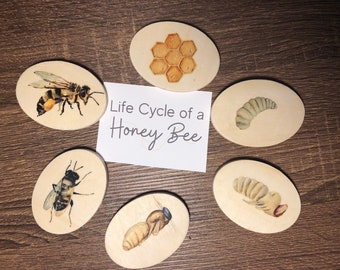 Life Cycle of a Honey Bee - Etsy