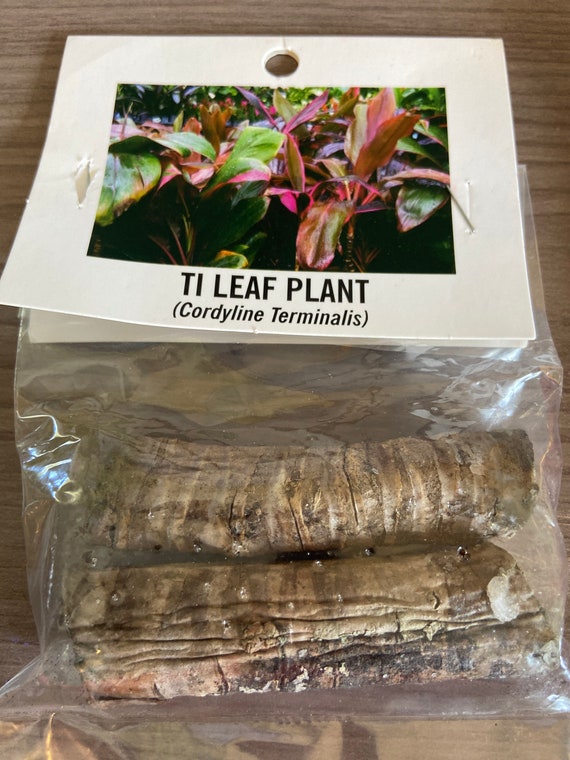 Hawaiian Ti Leaf Cutting | Etsy
