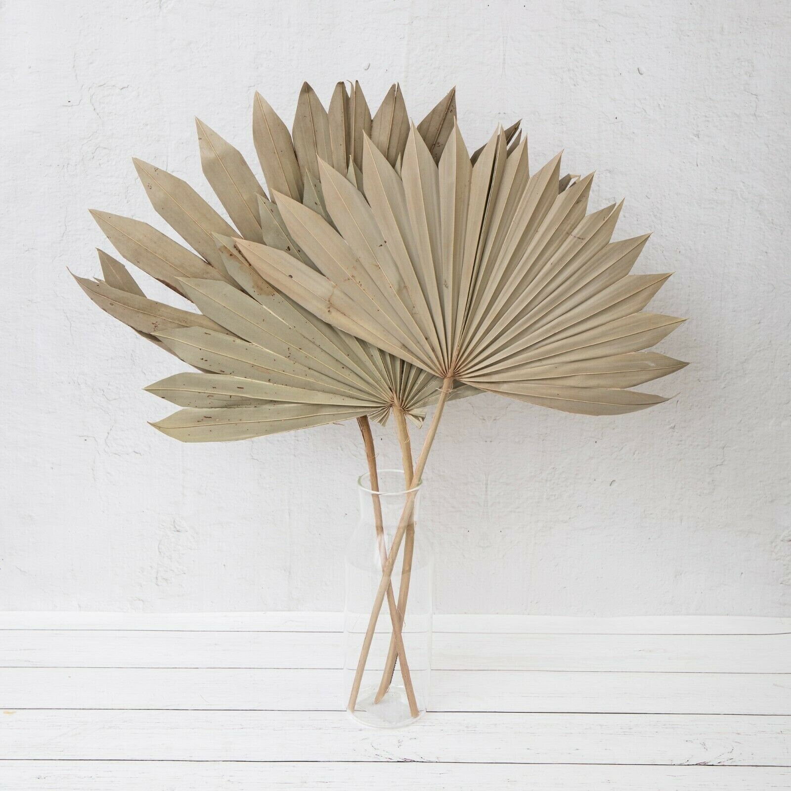 Dried Sun Palm