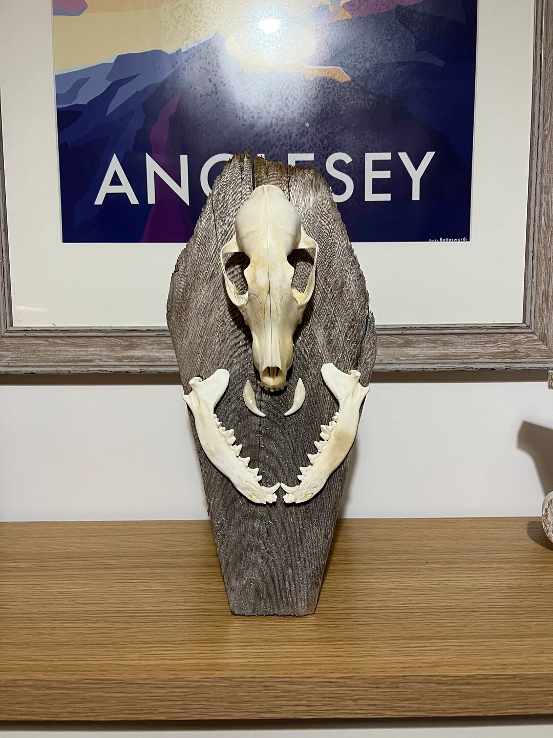 Handmade Real Fox Skull Freestanding Display - Etsy UK