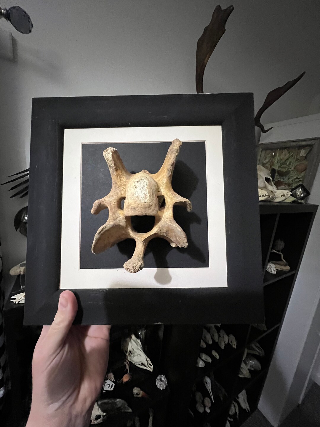 Handmade Cow Vertebrae Frame - Etsy