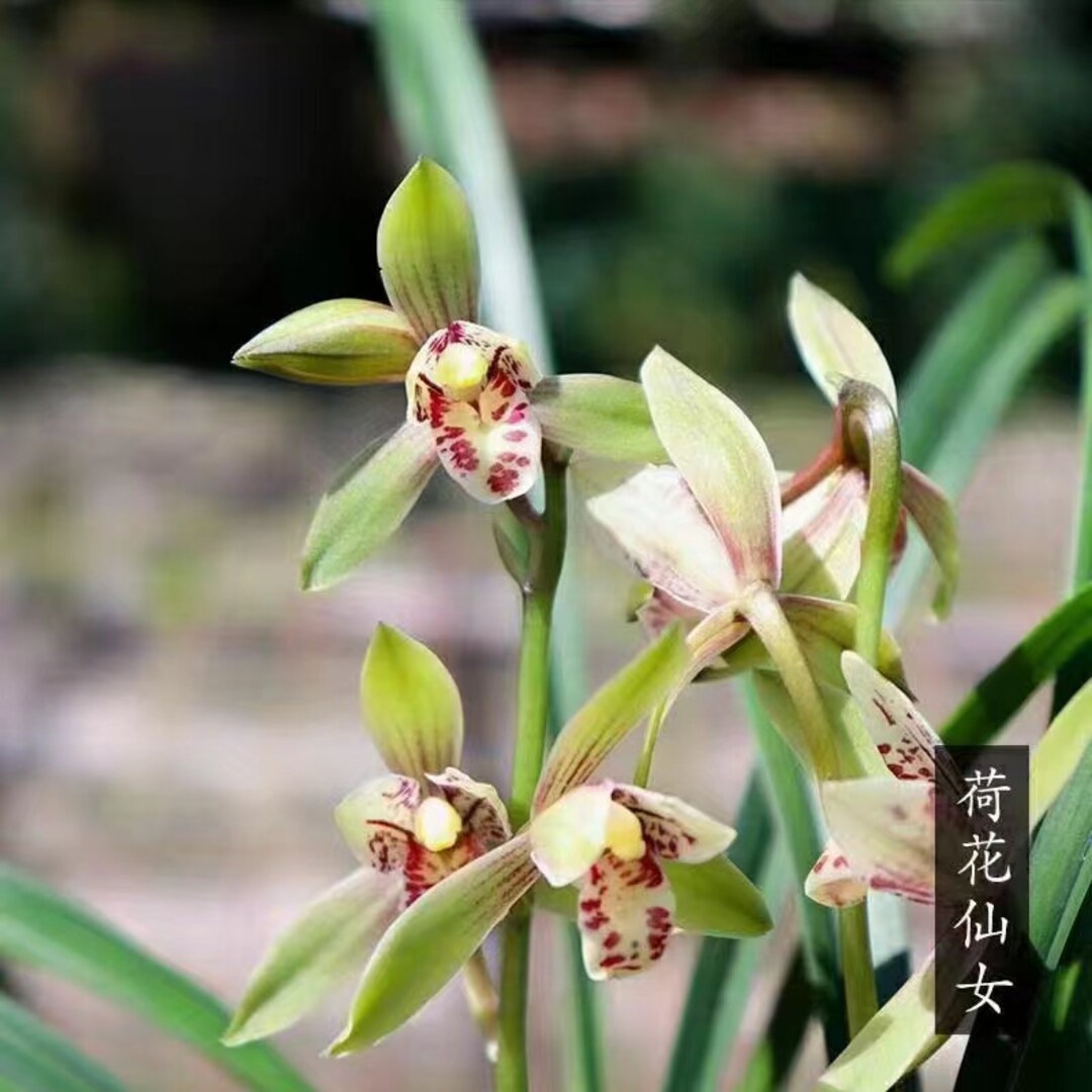 Orchid Plant Live Cymbidium Ensifolium-荷花仙子 Lotus Fairy -bare Foot and ...