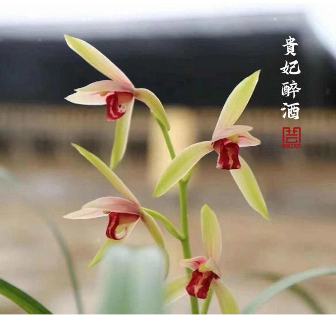 Live Cymbidium Orchid 贵妃醉酒 Flowers Easy to Grow, House Plants ...