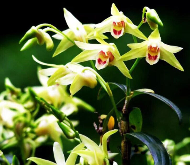 Den Officinale 铁皮石斛 Dendrobium Candidum Without Flowers - Etsy