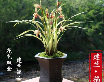 Cymbidium Orchid Ensifolium 红宝石 Fragrant Flowers Easy to Grow, With Bud ...