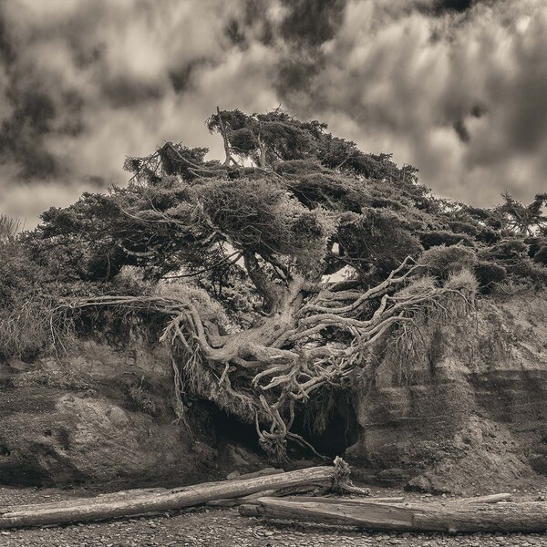 Tree of Life Wall Art - Etsy