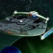 Custom Starship Portrait (download) MESSAGE BEFORE ORDERING! - Etsy