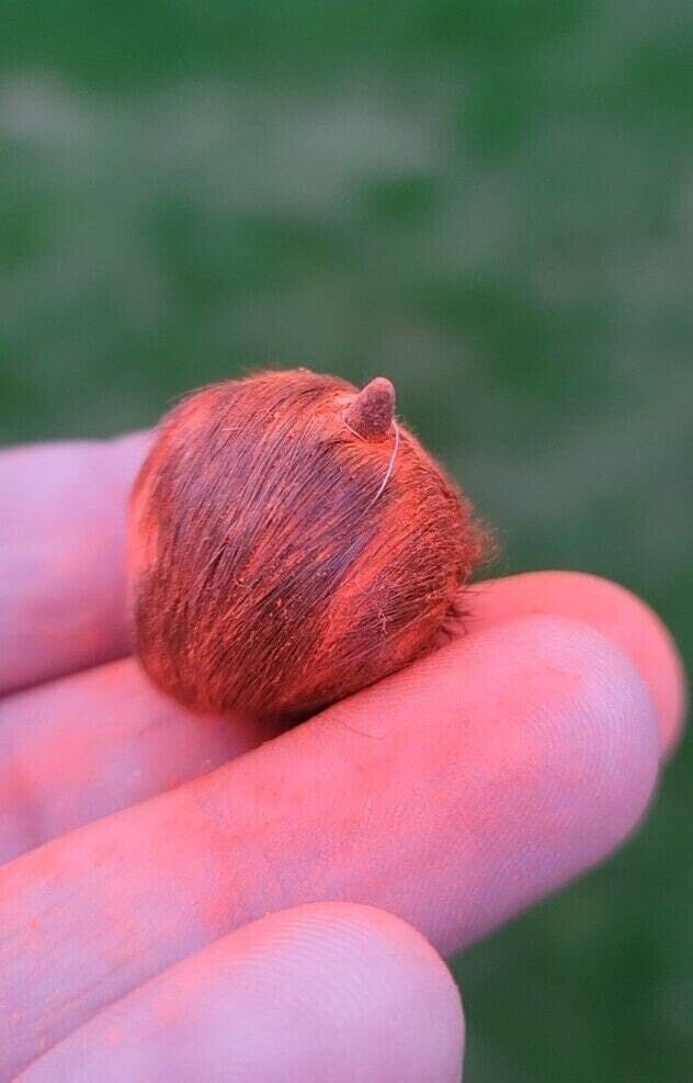 Giddar Singhi Jackal Horn Siyar Ritual Wicca Pagan Magic Black Amulet ...