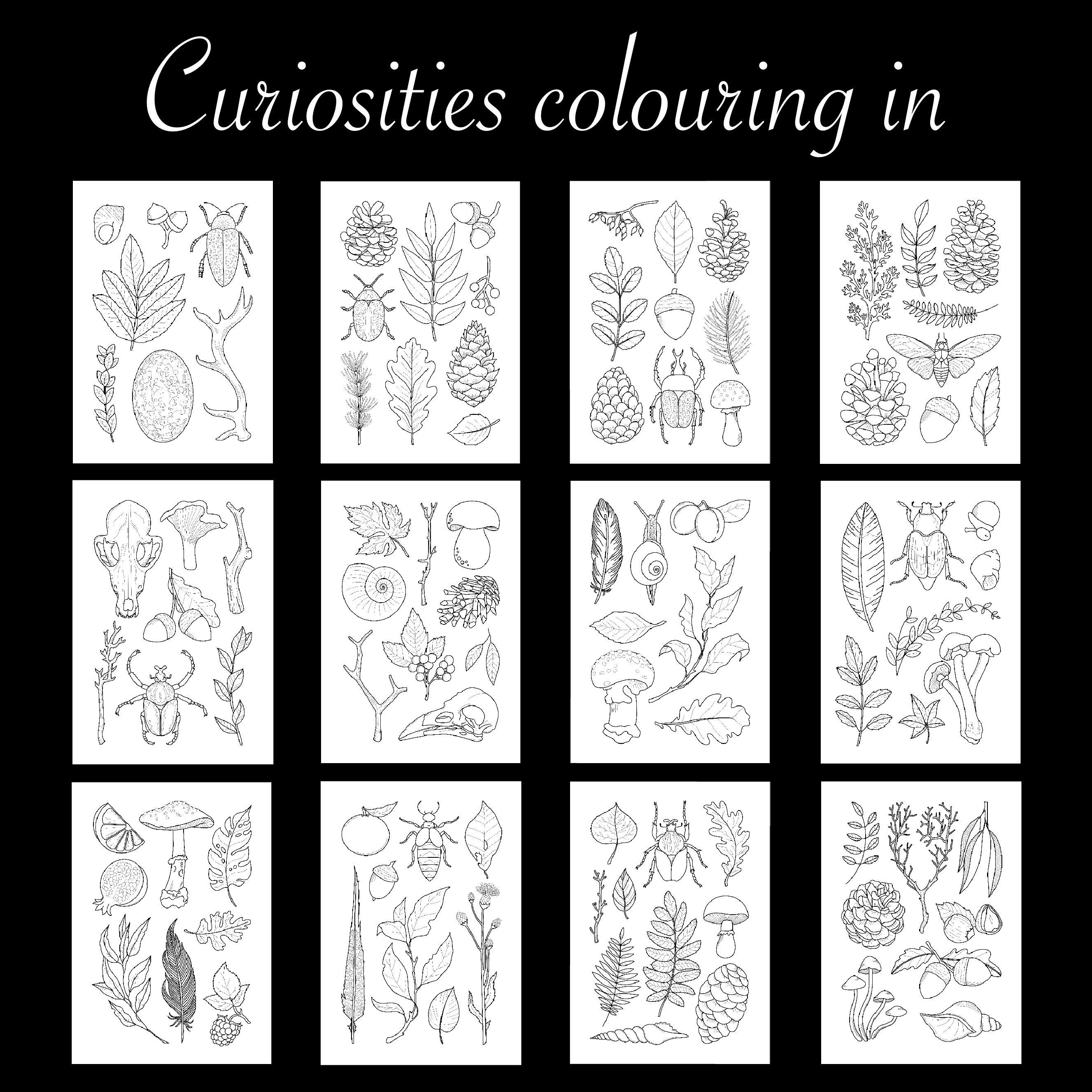 Curiosities Colouring in Pages DIGITAL DOWNLOAD - Etsy