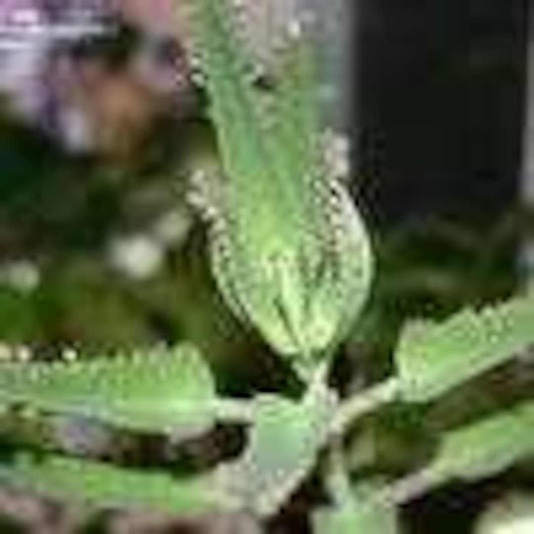 Alligator Cactus, Mother of Thousands/millions, Rooted Kalanchoe ...