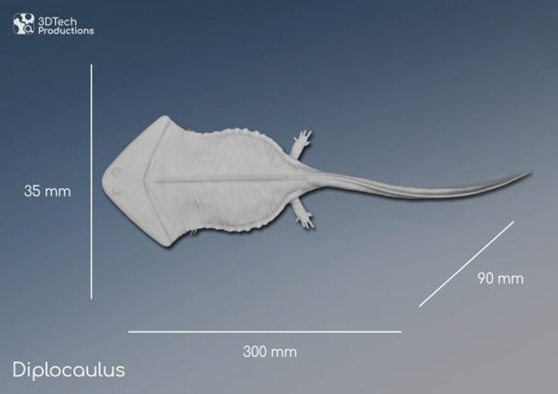 DIPLOCAULUS MAGNICORNI, Model, Paleoartistic Reconstruction ...