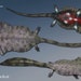 DIPLOCAULUS MAGNICORNI, Model, Paleoartistic Reconstruction ...