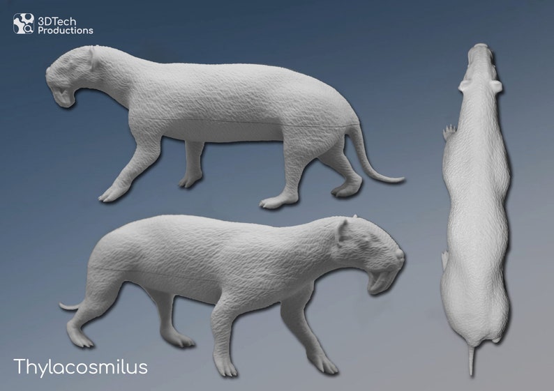 THYLACOSMILUS ATROX, Model, Paleoartistic Reconstruction ...