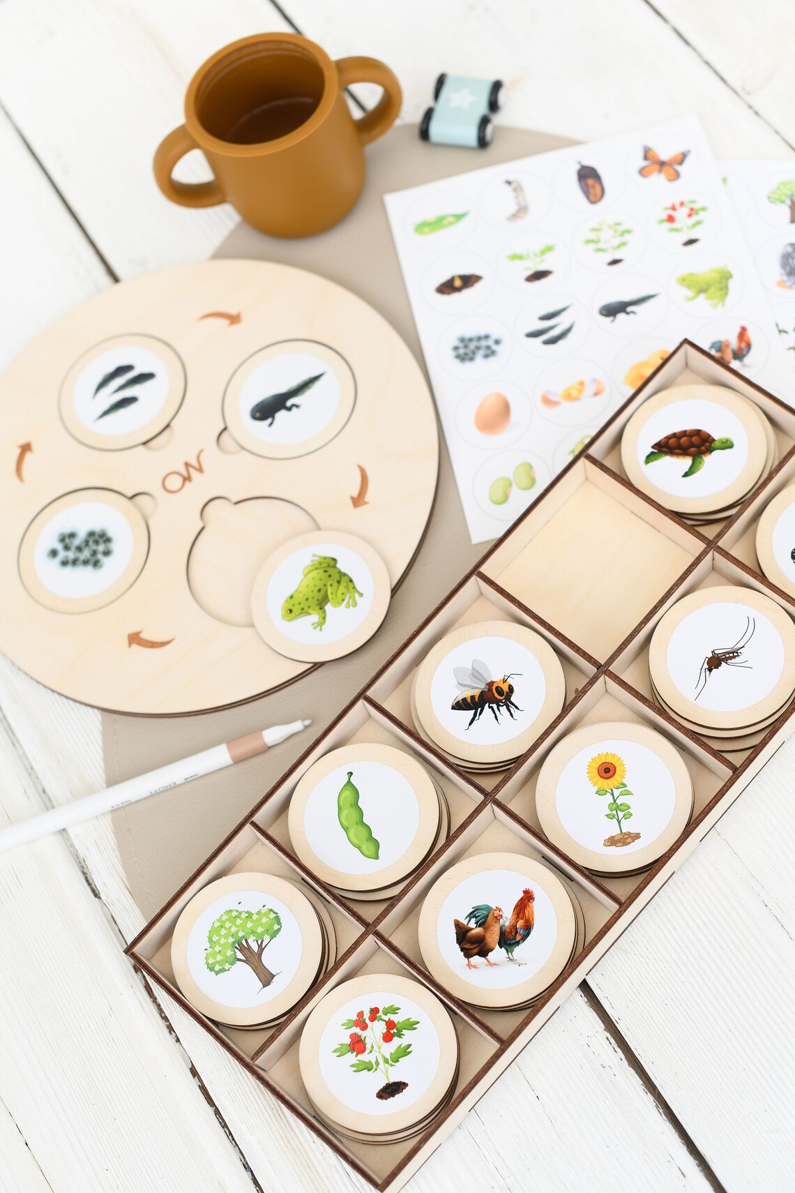 Life Cycle Set Learning Wooden Toy Montessori Kids Game - Etsy UK
