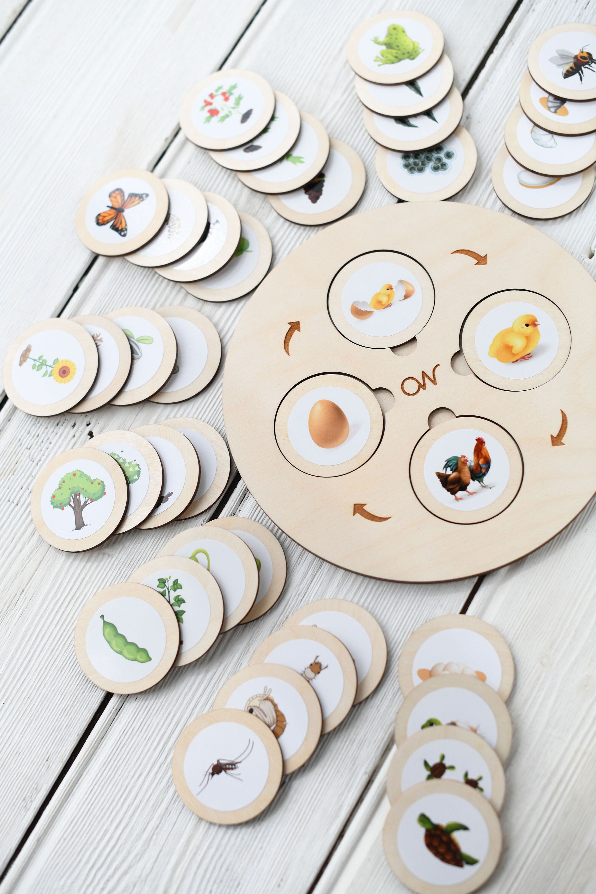 Life Cycle Set Learning Wooden Toy Montessori Kids Game - Etsy