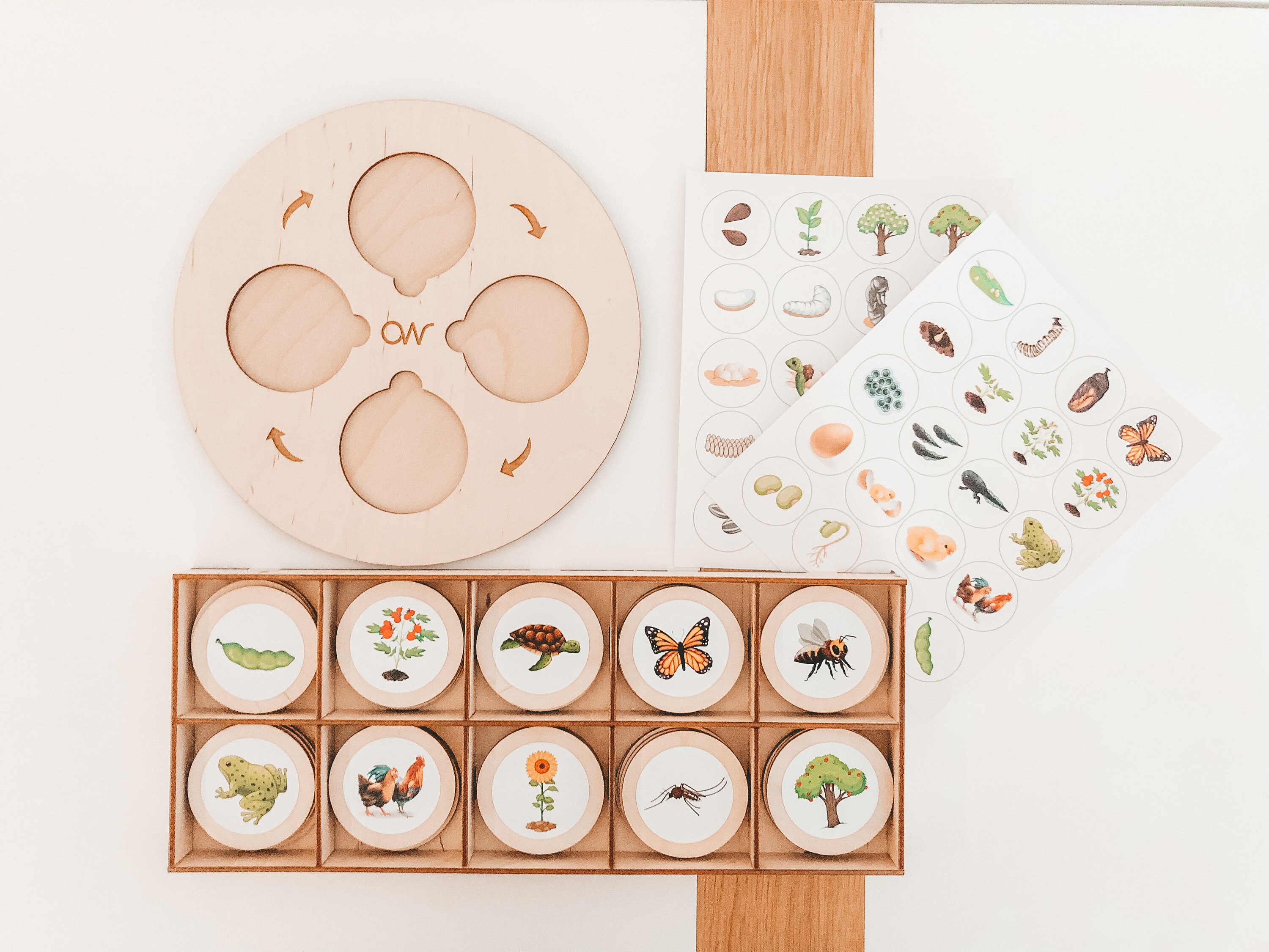 Life Cycle Set Learning Wooden Toy Montessori Kids Game | Etsy UK