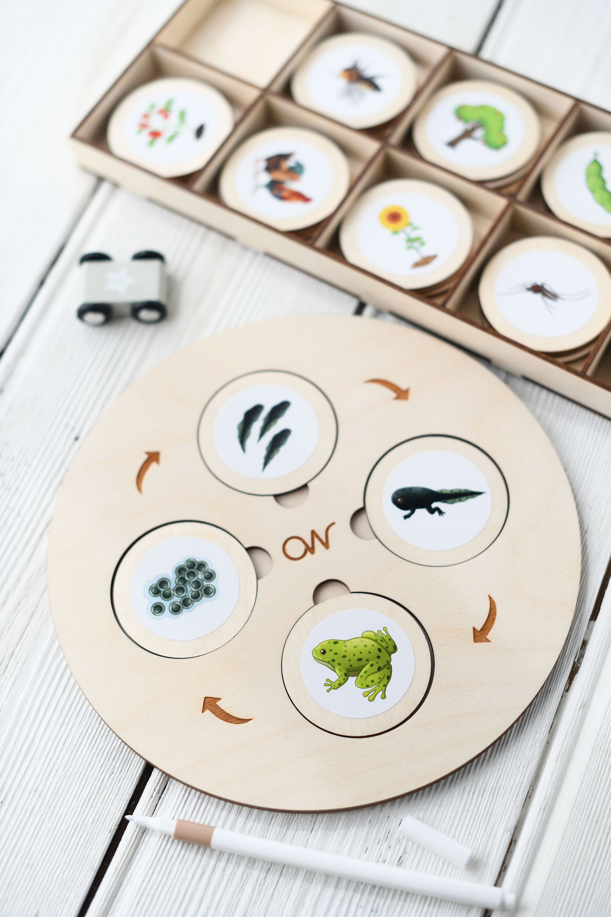 Life Cycle Set Learning Wooden Toy Montessori Kids Game - Etsy UK