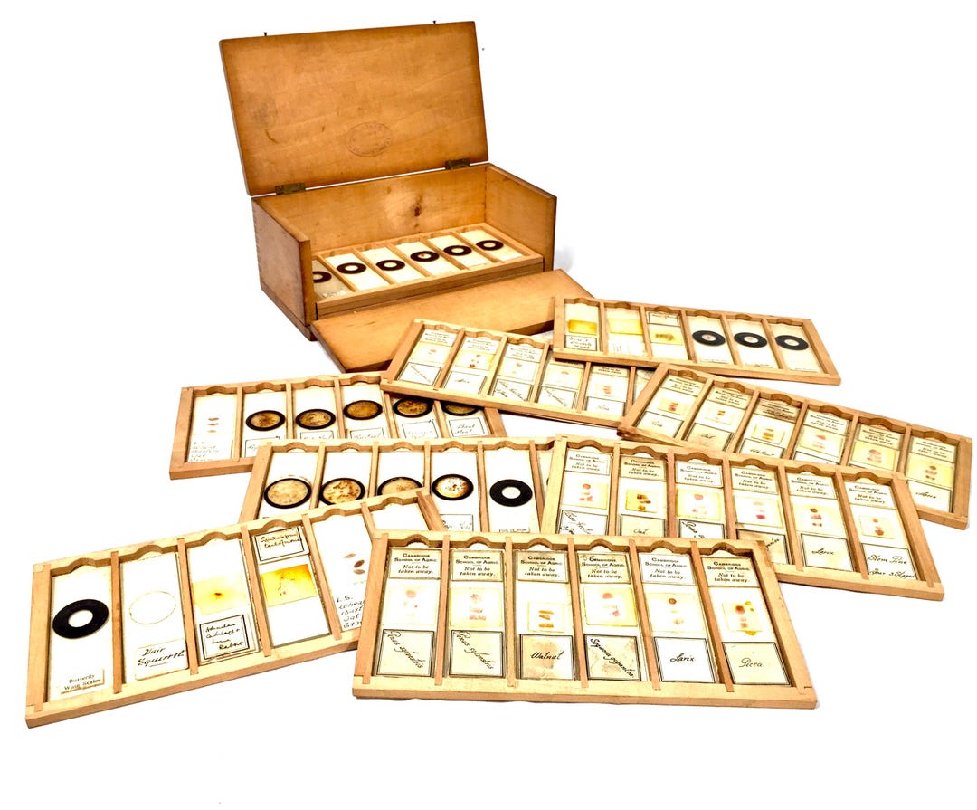 Antique Wooden Microscope Slide Box / Storage Chest / Trays & Slides C ...