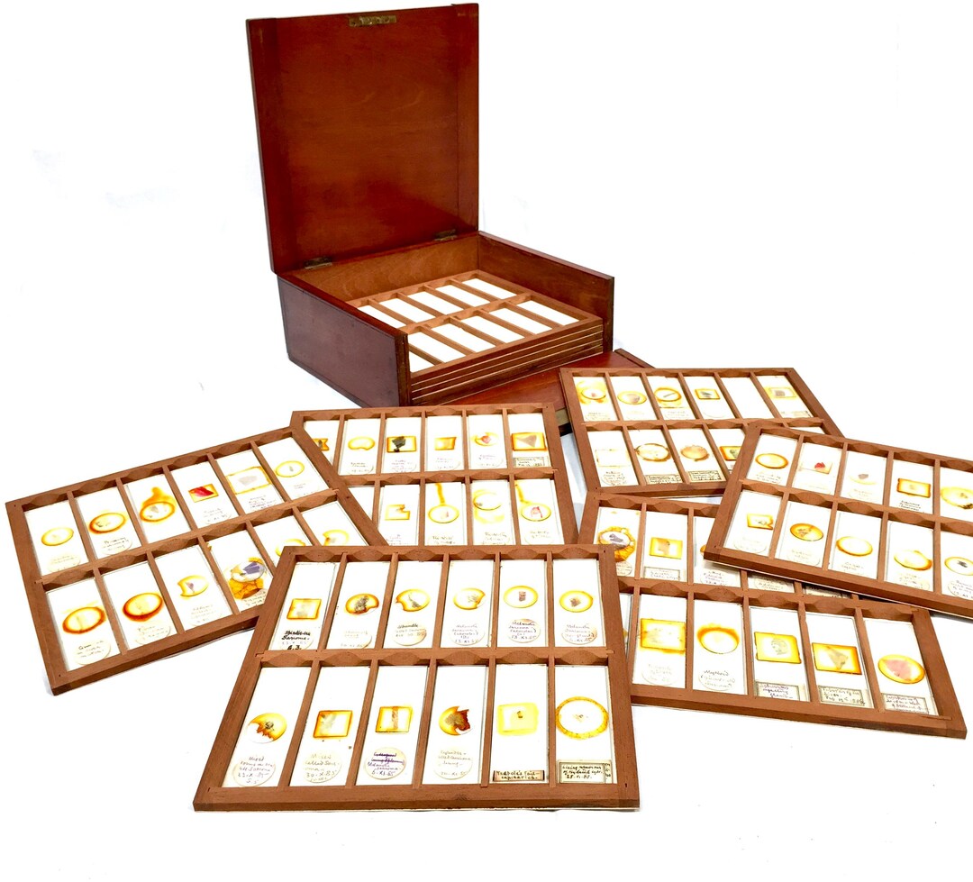 Antique Wooden Mahogany Microscope Slide Box / Storage Chest & Glass ...