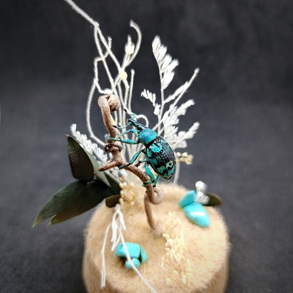 Insect Diorama - Etsy