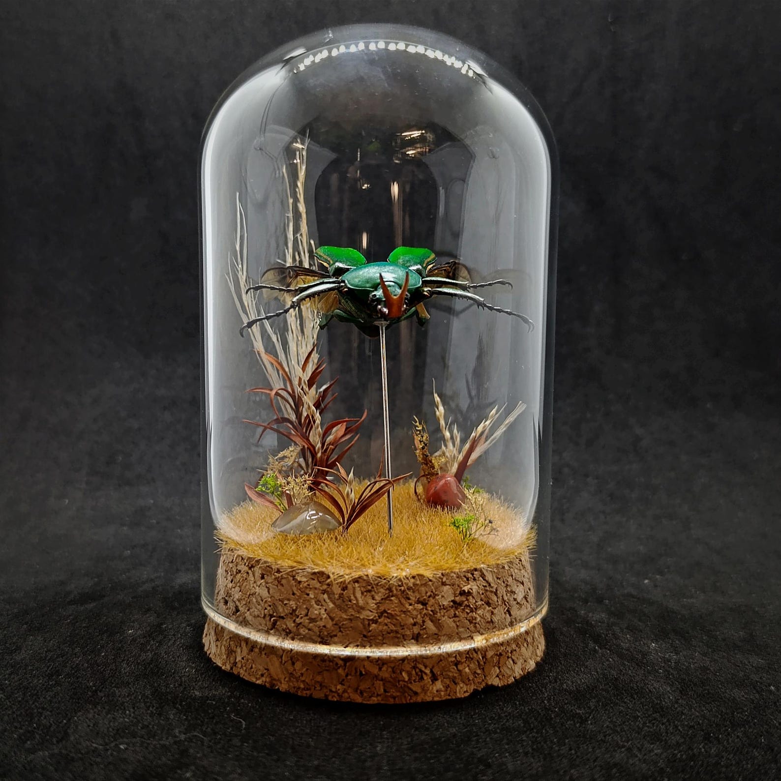 Entomological Bell of a Beetle in Flight, Cetonia, Male Eudicella ...