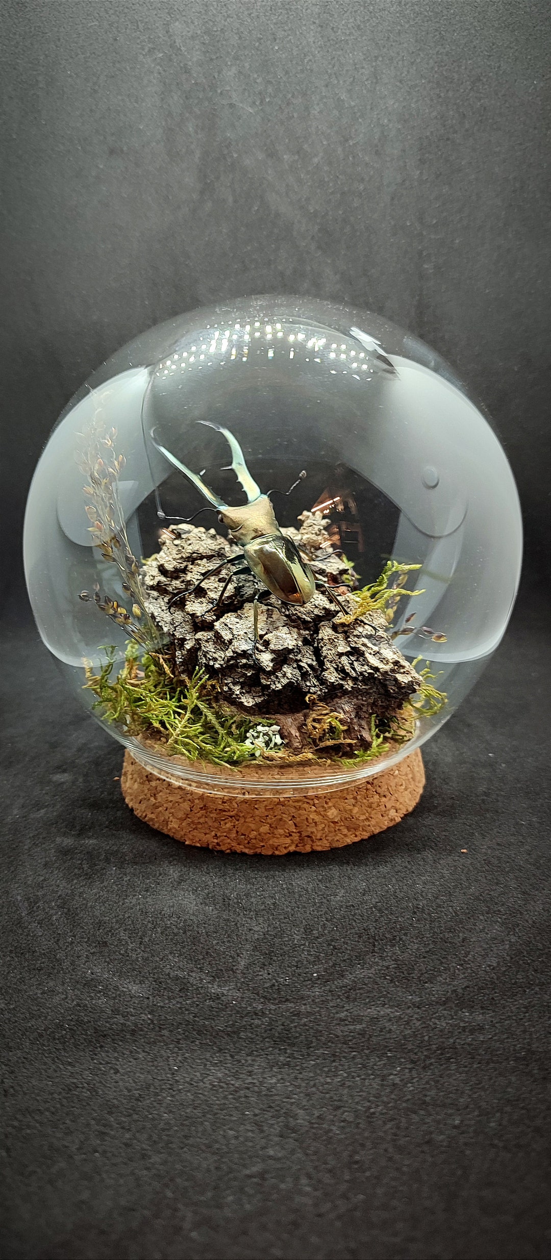 Entomological Globe of a Stag Beetle, Cyclommatus Metallifer Finae ...