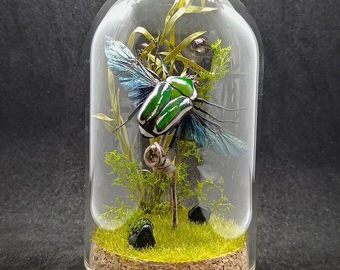 Entomological Bell of a Beetle, Male Cetonia, Dicronorrhina Derbanya ...