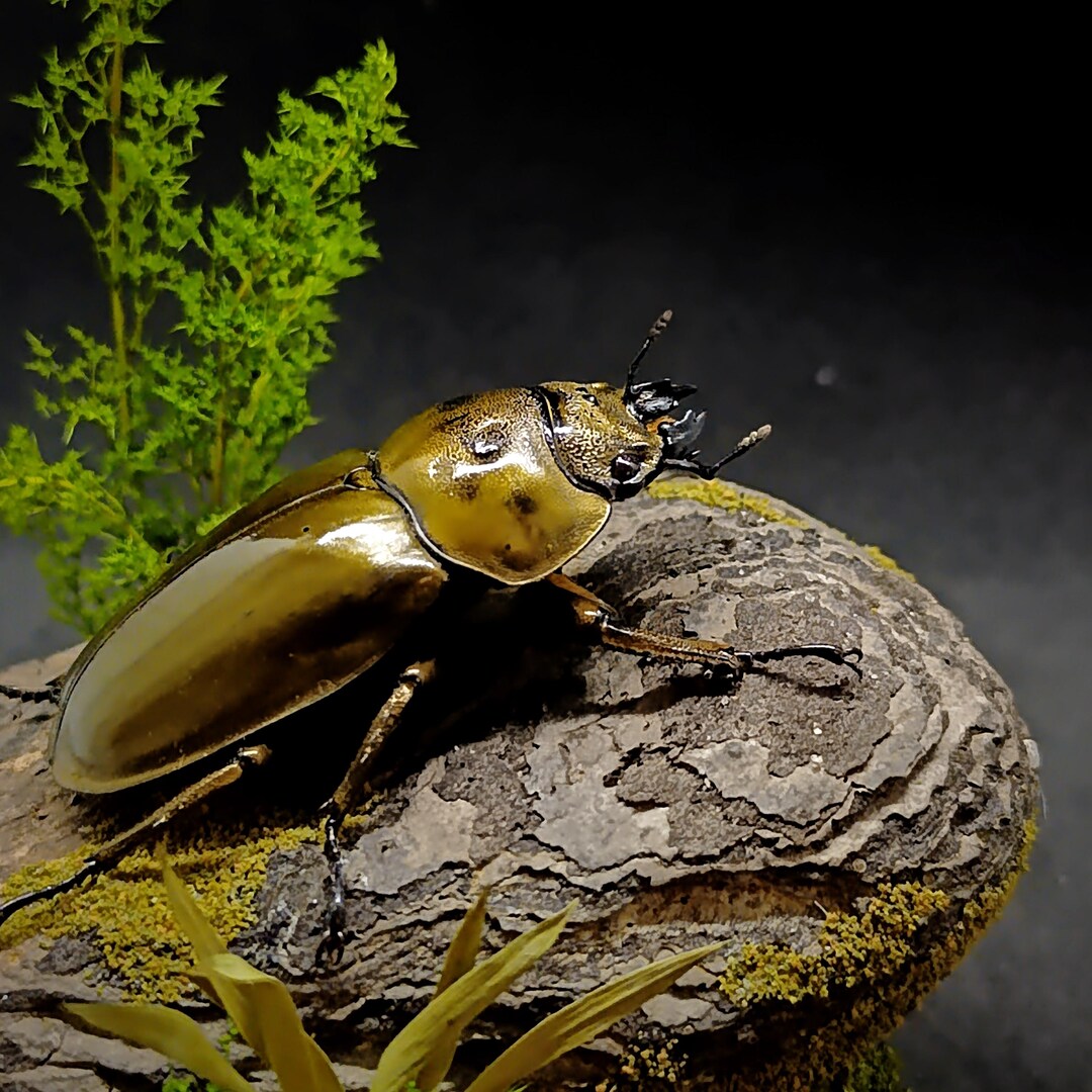 Forest Entomological Globe, Scarab Allotopus Rosenbergi Female, Beetle ...