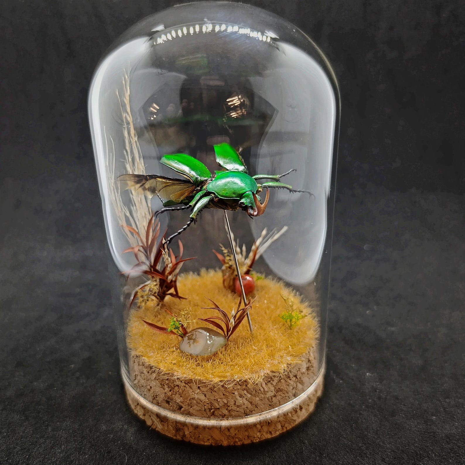 Entomological Bell of a Beetle in Flight, Cetonia, Male Eudicella ...