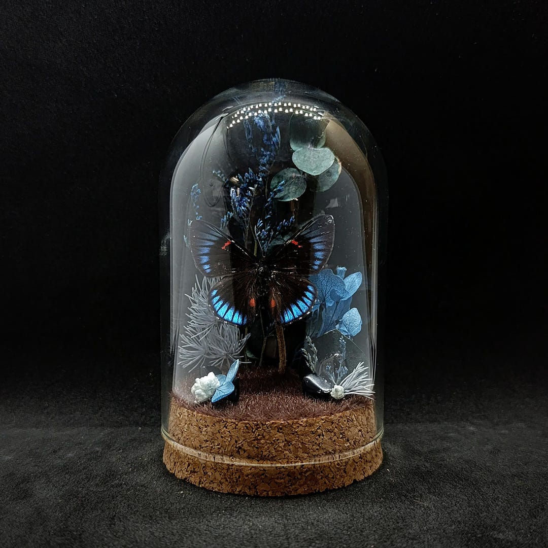 Mystical Entomological Dome, Necyria Duellona Butterfly and Obsidian ...