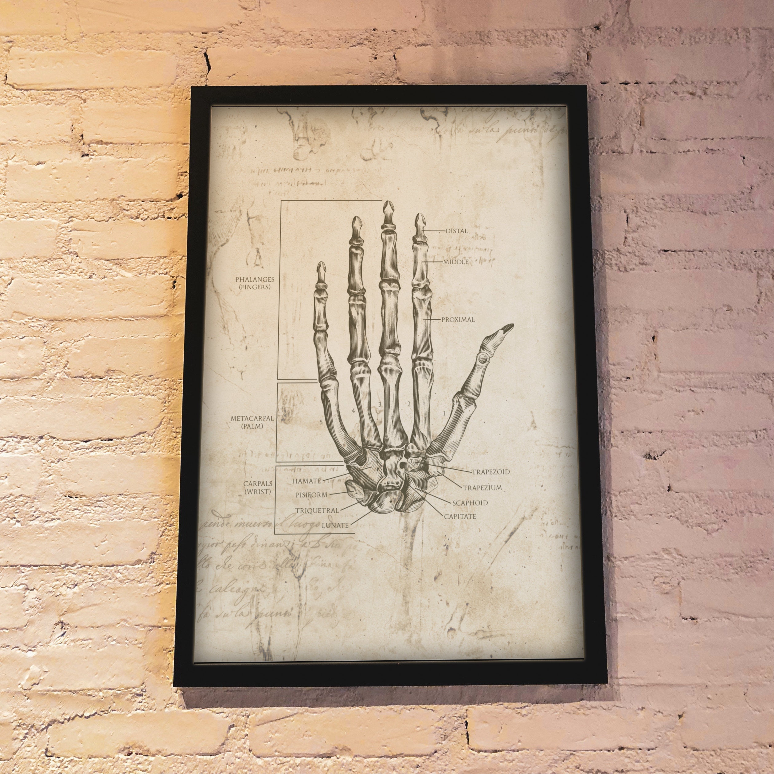 Vintage Anatomy, Skeleton Hand Art Print, Wall Art, A4 & A3, PDF and ...