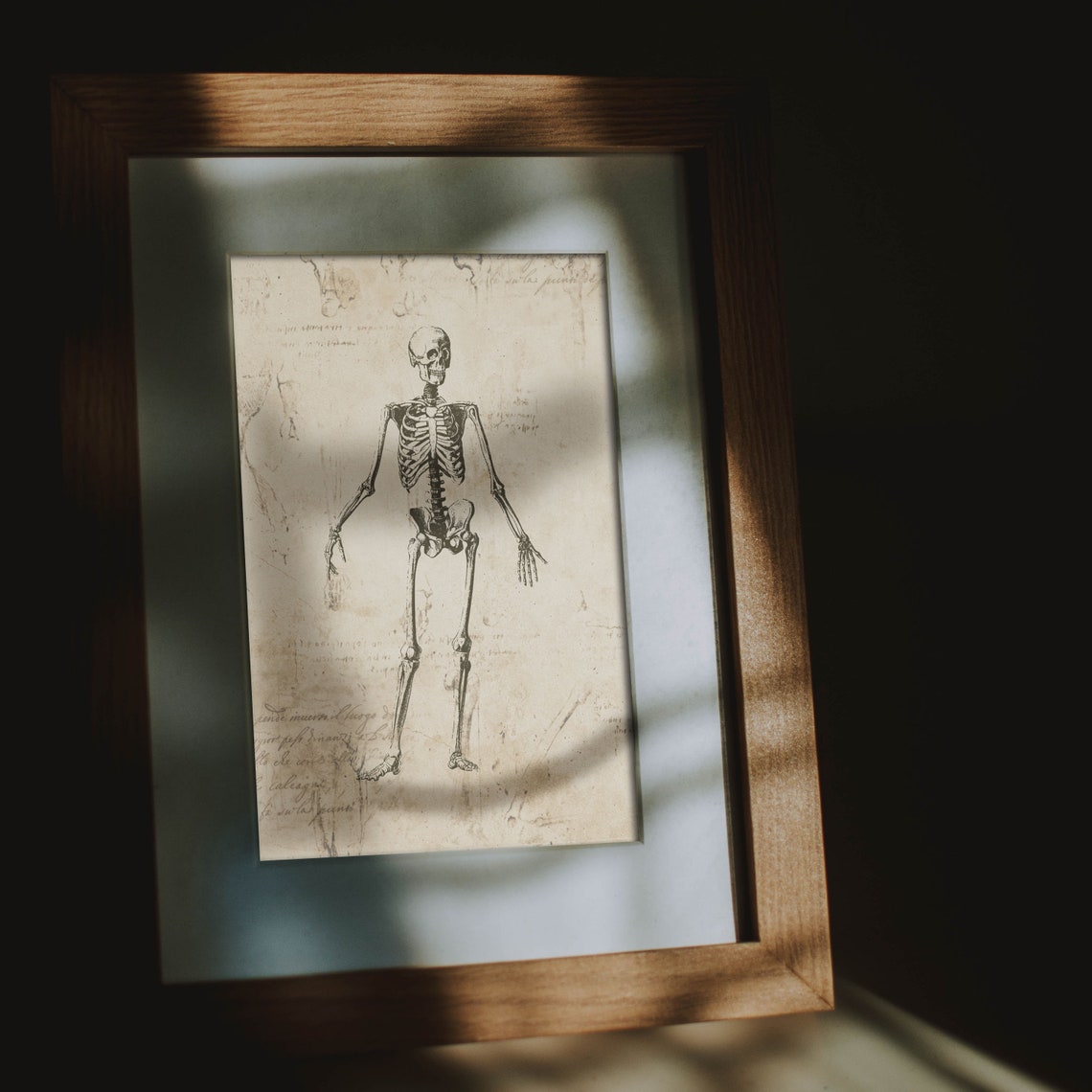 Vintage Anatomy, Skeleton Front Art Print, Wall Art, A4 & A3, PDF and ...