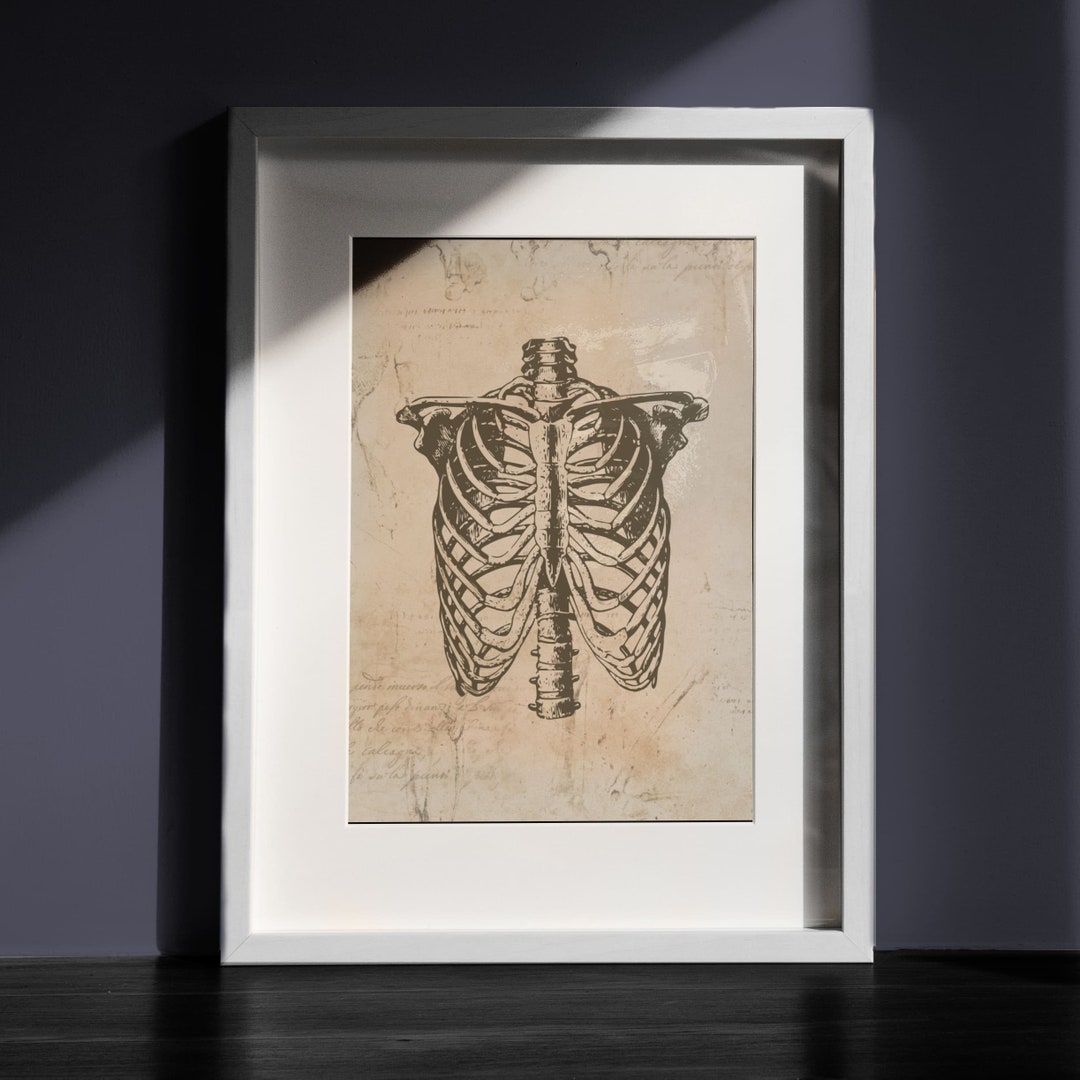 Vintage Anatomy, Skeleton Ribcage Art Print, Wall Art, A4 & A3, PDF and ...