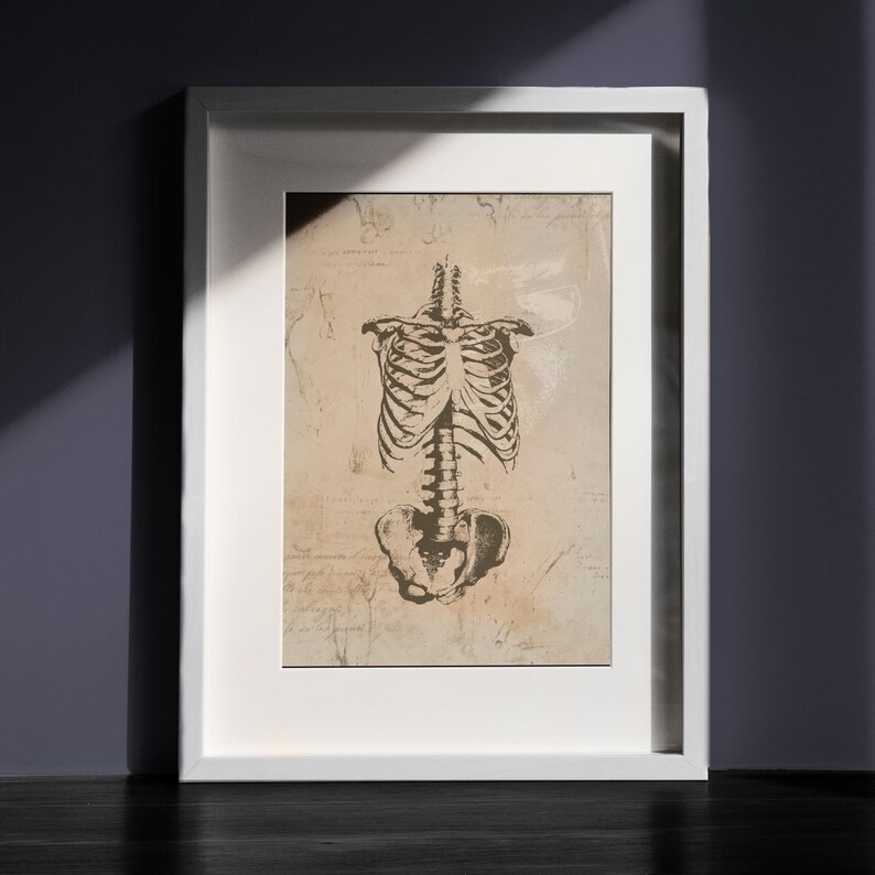 Vintage Anatomy, Skeleton Ribcage and Pelvis Art Print, Wall Art, A4 ...
