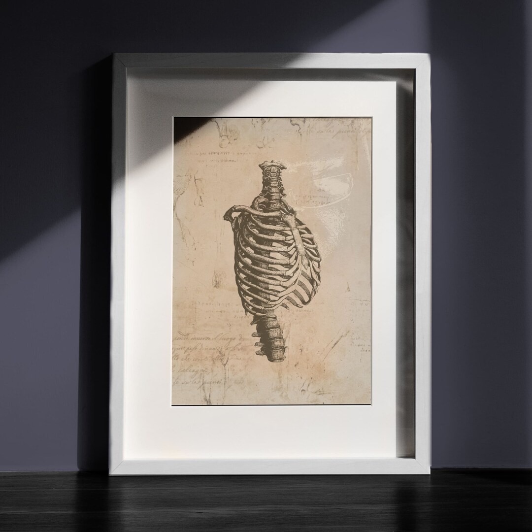 Vintage Anatomy, Skeleton Ribcage Profile Art Print, Wall Art, A4 & A3 ...