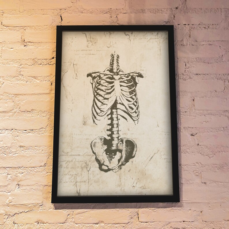 Vintage Anatomy, Skeleton Ribcage and Pelvis Art Print, Wall Art, A4 ...