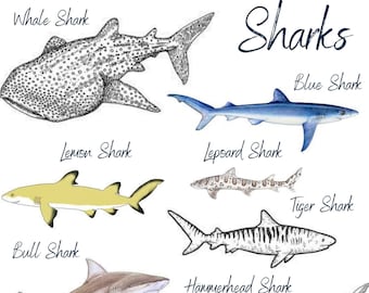 Shark Chart Poster - Etsy