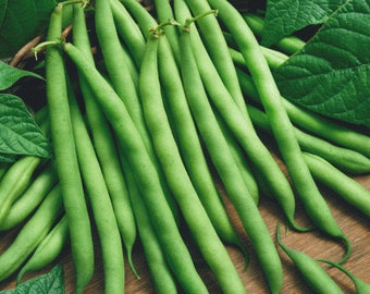 Provider Bush Bean Heirloom Seeds - Etsy