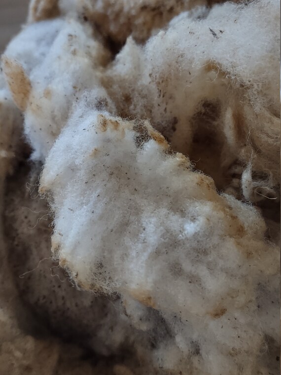 Raw White Wool - Etsy