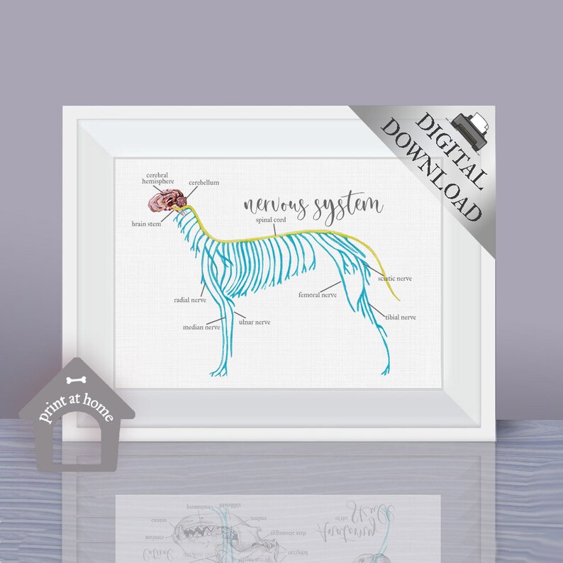 Canine Anatomy Print Nervous System of a Dog Physiology and Biology ...