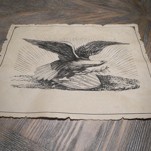 American Bald Eagle Etch Colonial America Aged Document Frame Not ...