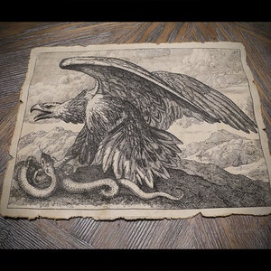American Bald Eagle Etch Colonial America Aged Document Frame Not ...