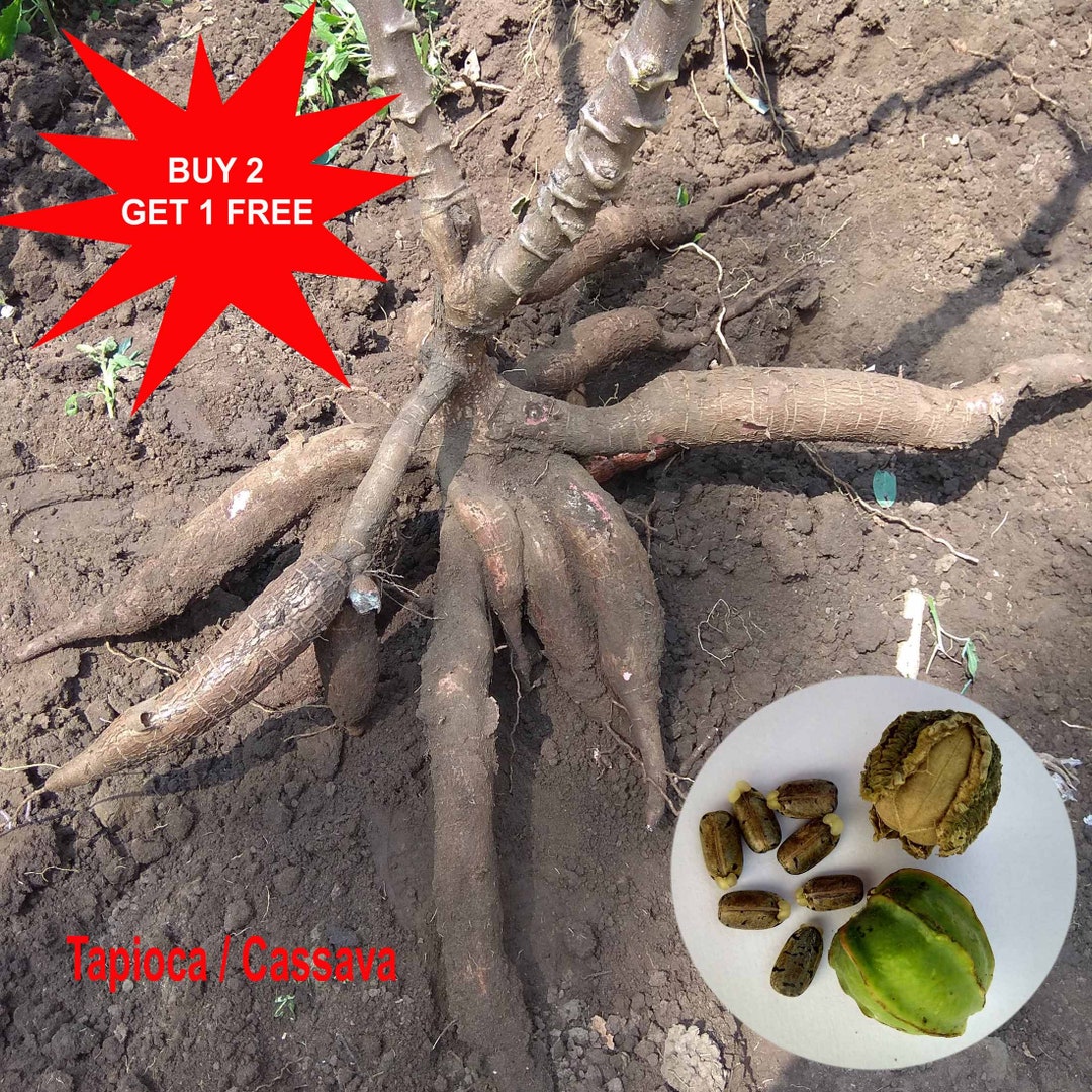 Buy Tapioca/ Cassava/ Yuca/ Garri/ Maracheeni/ Kappa/ Cassava / 10 ...