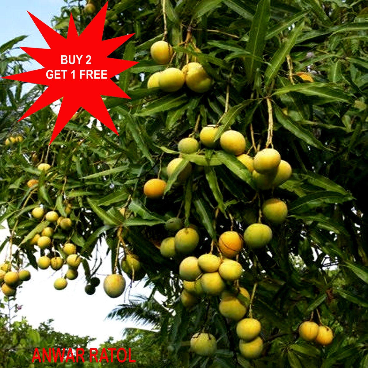 Buy Anwar Ratol Mango / Smallest Mango / Nadan Mango / 2 Seeds/ Contact ...