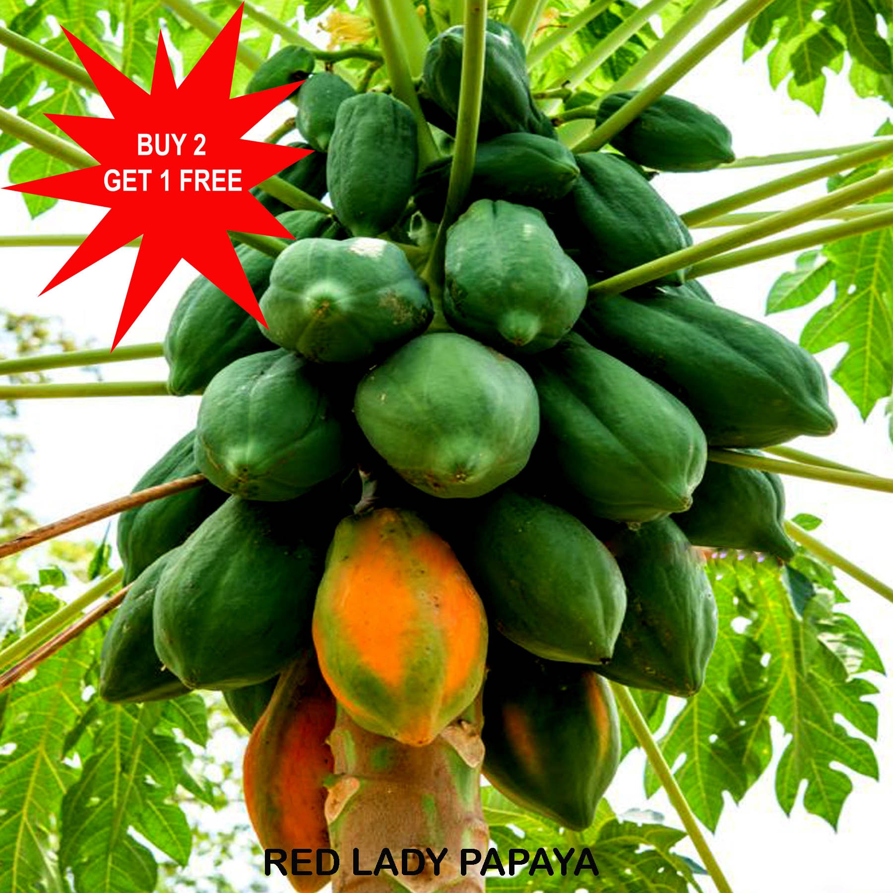 Red Lady Papaya Trees